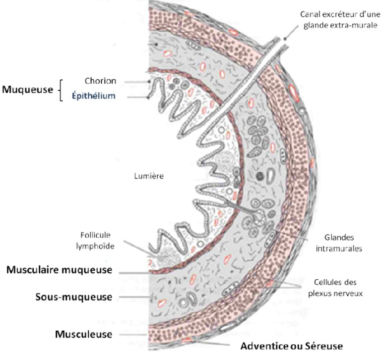 Cancer Du Côlon : Qu'est-ce Que Le Cancer Colorectal ? - Zaralogie